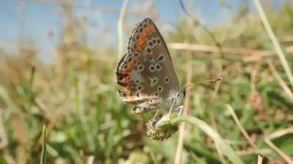 Groene Bondgenoten | Documentaire "De Monding van Morgen"